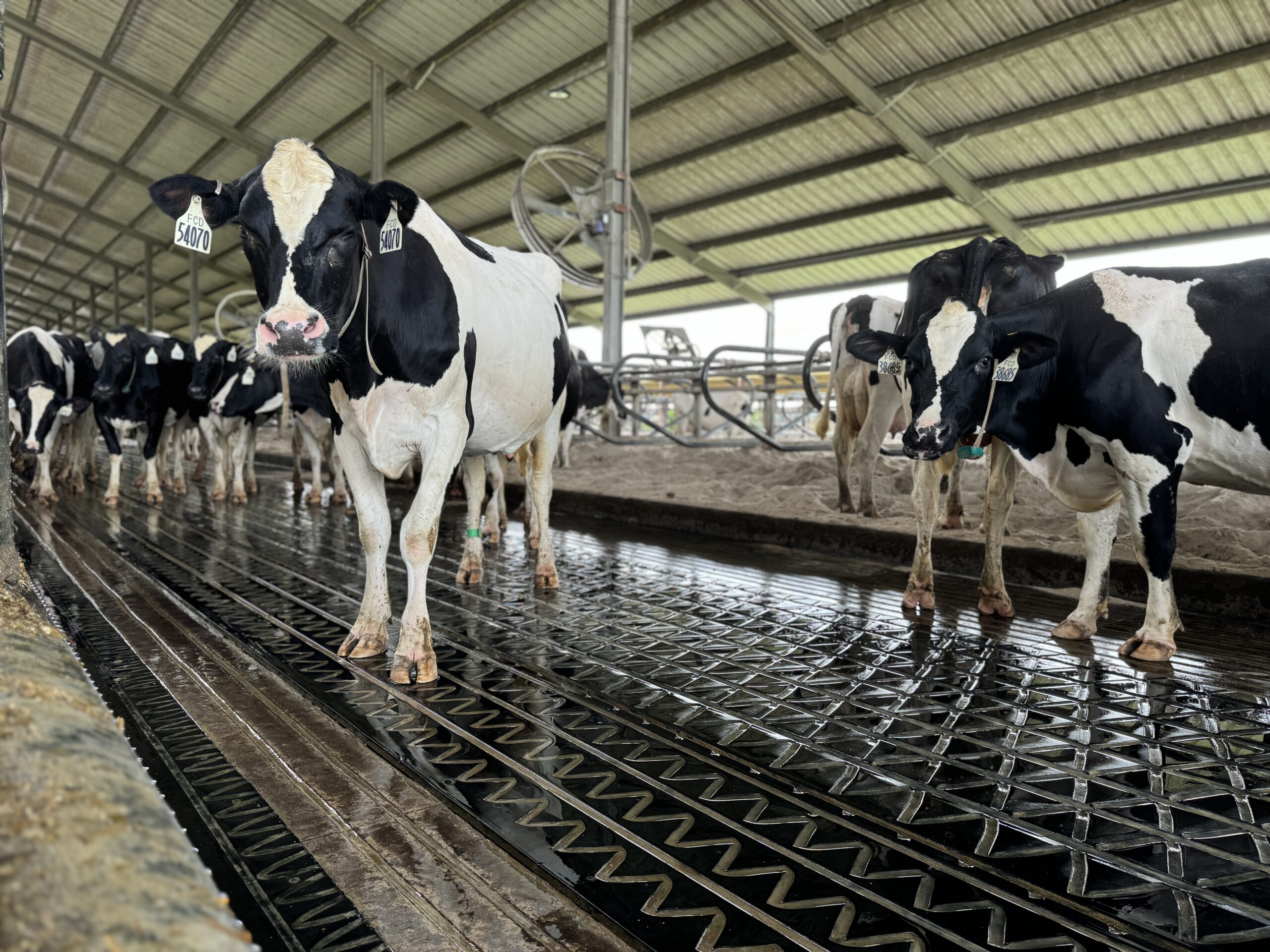 Rubber Matting Tips, Animal Comfort & Farm Insights | Animat