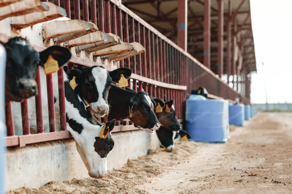 Case Studies - Animat