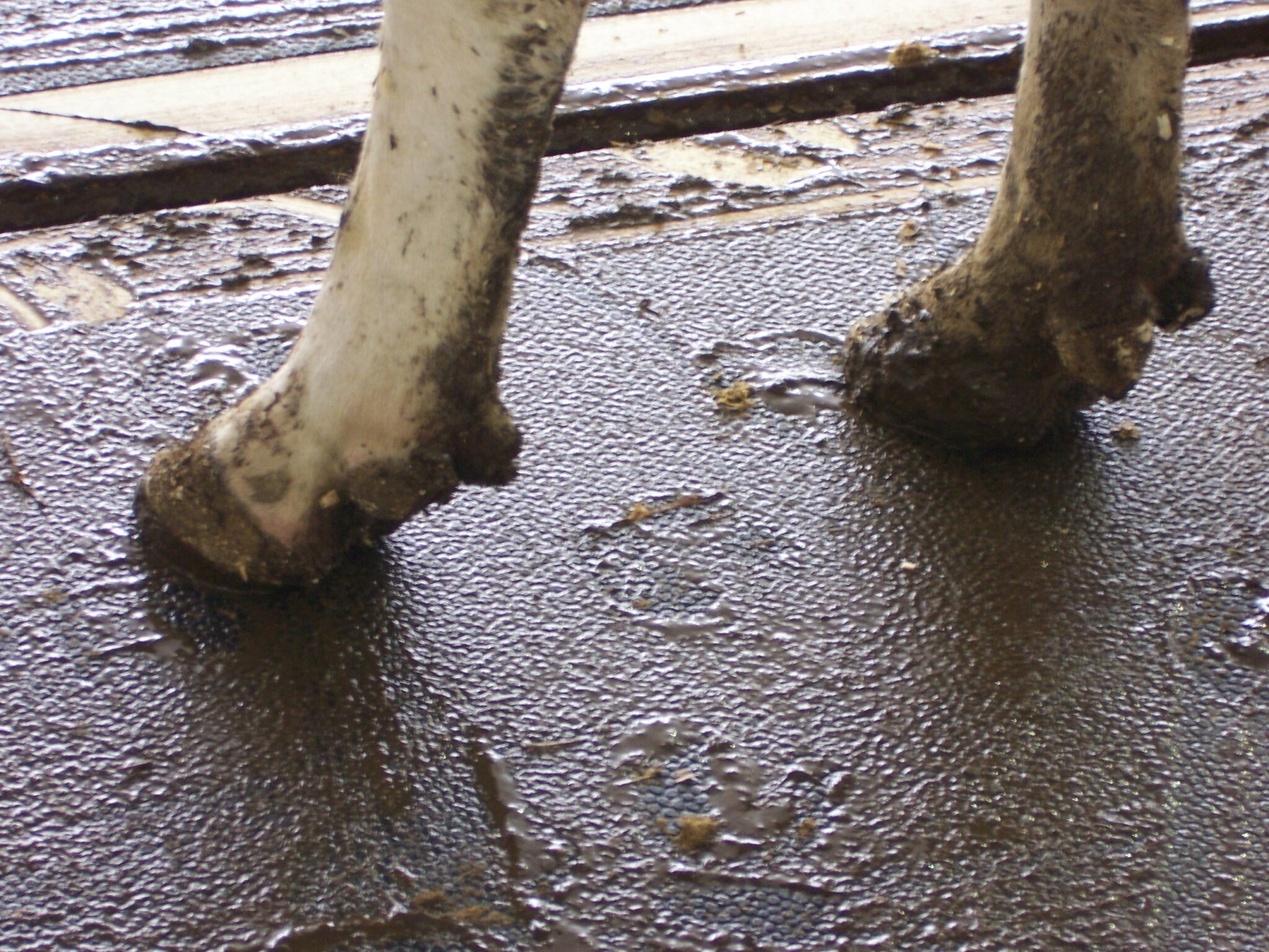 Prevention of White Line Lesions - Animat