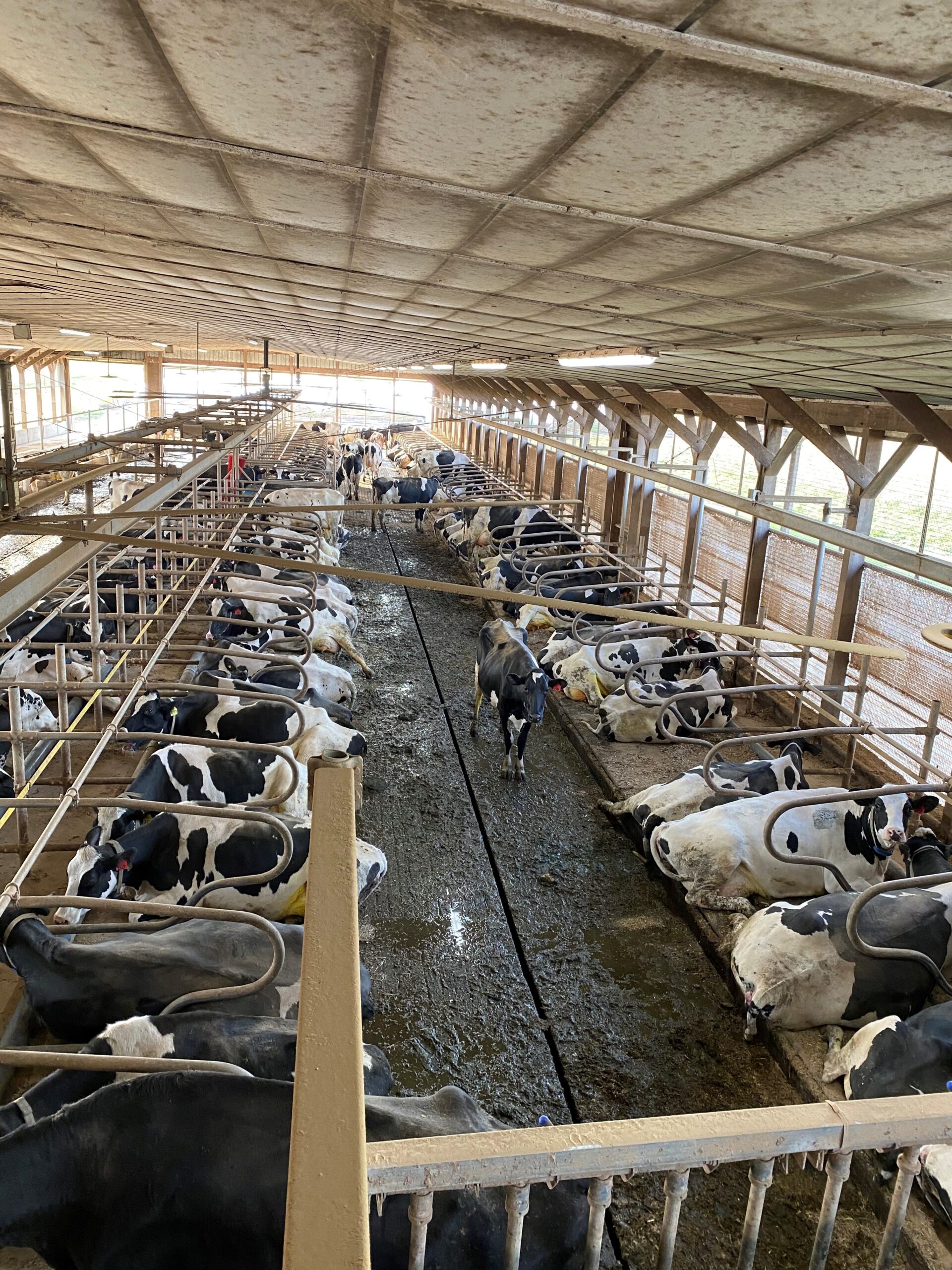 How To Increase the Bottom-Line Through Cow Comfort? - Animat
