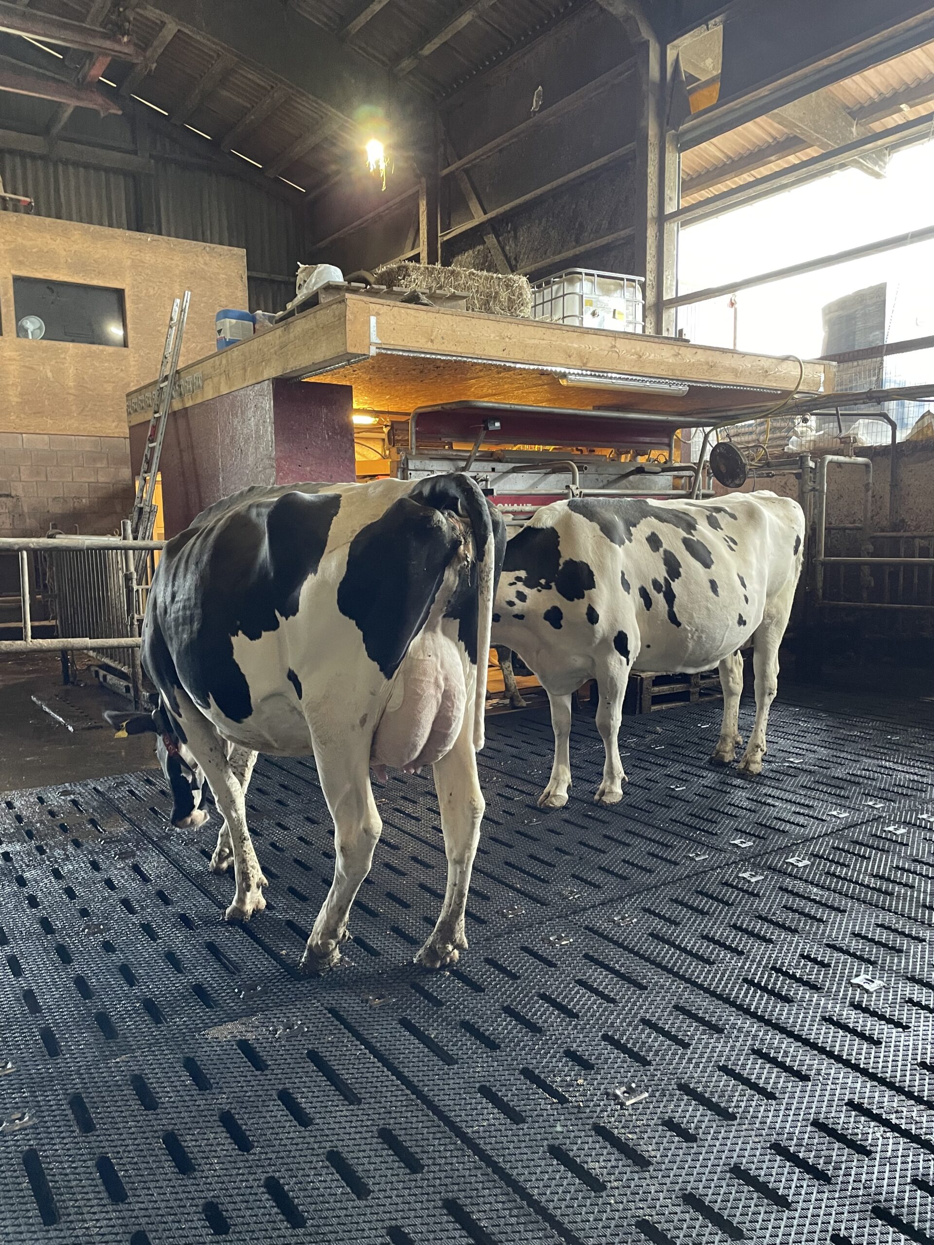 Effect of Flooring and/or Flooring Surfaces on Lameness Disorders in ...