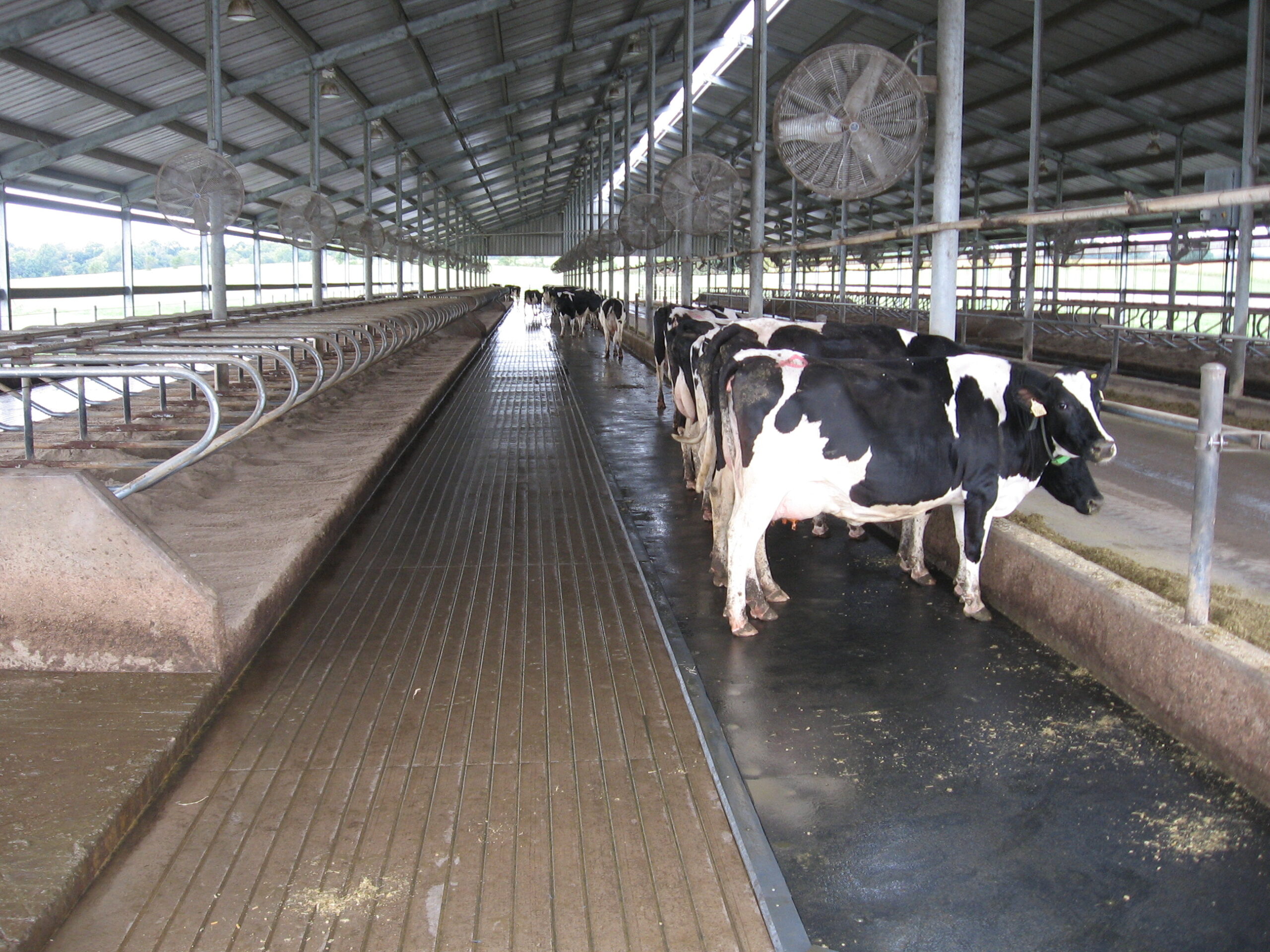 Rubber Flooring For Cow Comfort and Productivity - Animat