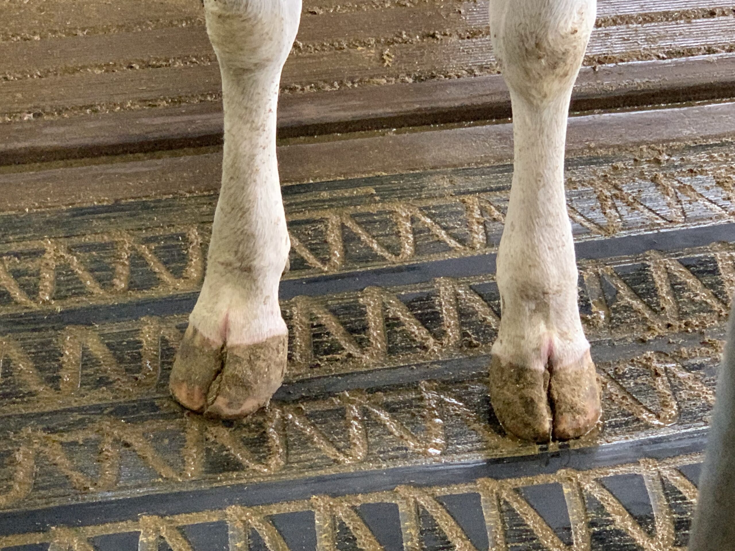 Effects of Rubber Mat Flooring on Hygiene, Locomotion, Hock and Knee ...