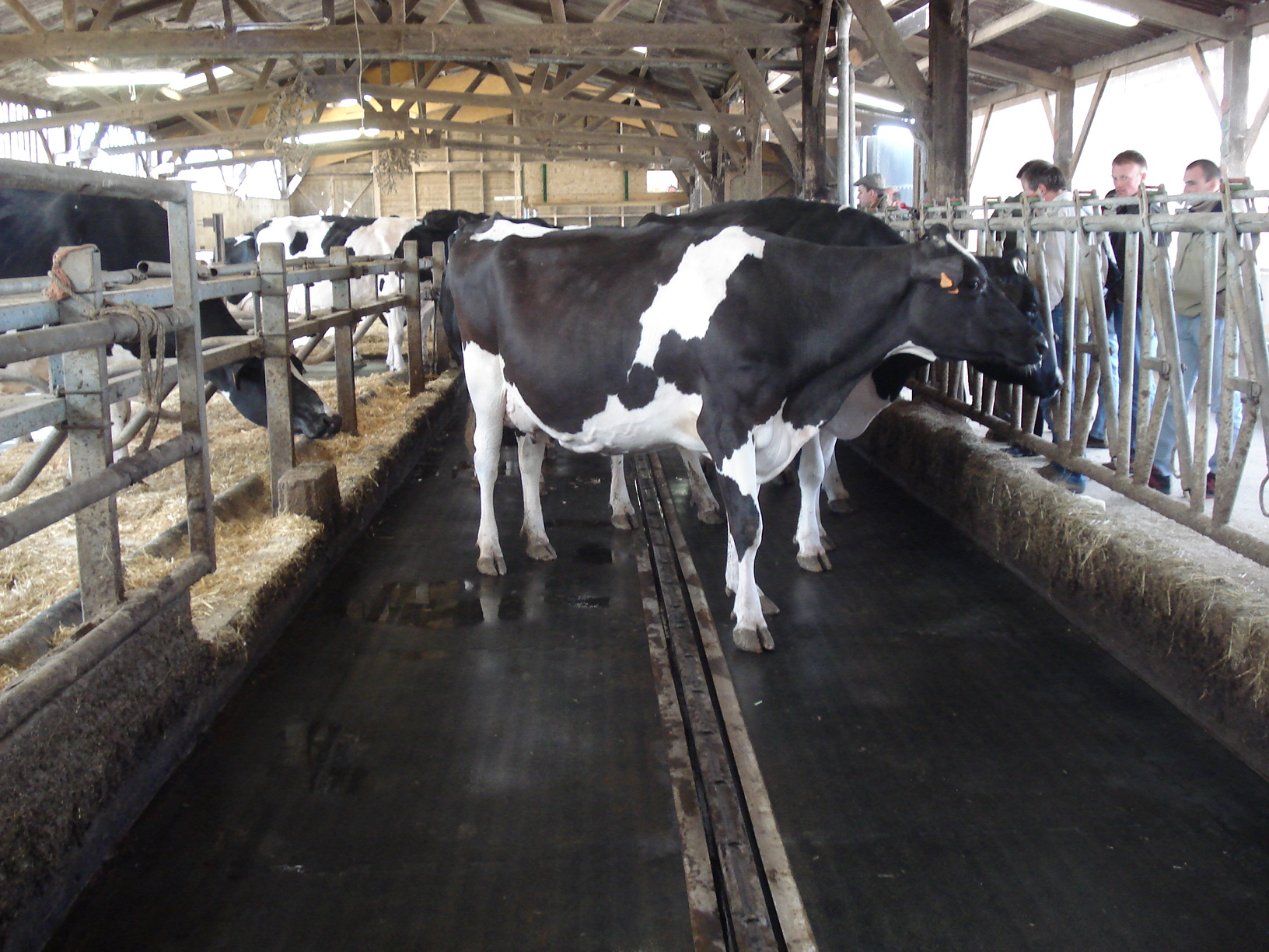 Designing Better Environments for Cows to Walk and Stand - Animat